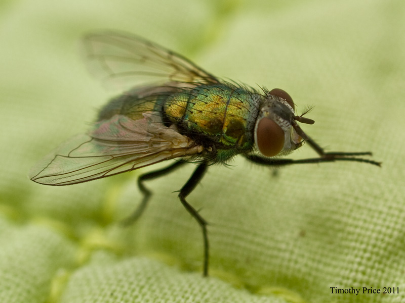 Damsel in Distress – Off Center & Not Even