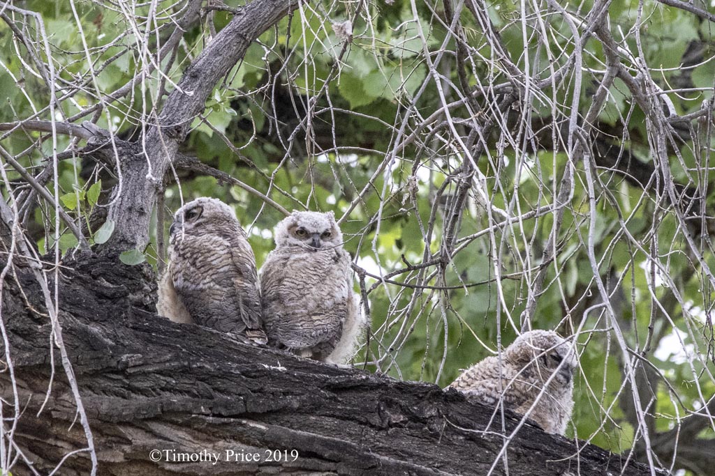 Three Out – Off Center & Not Even