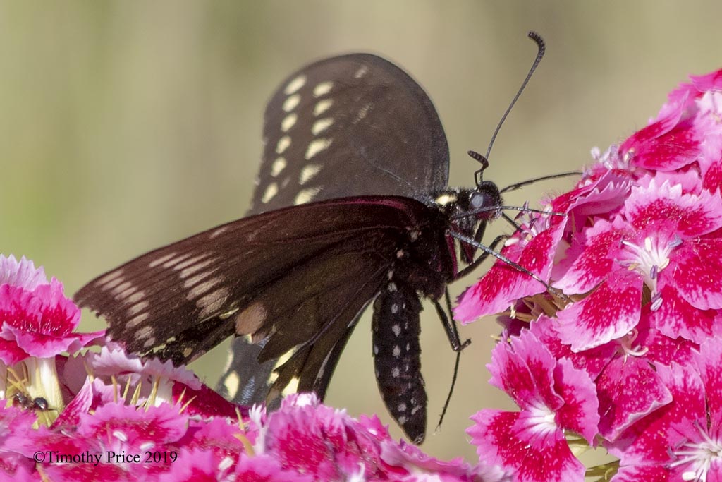 Black Swallowtail – Off Center & Not Even
