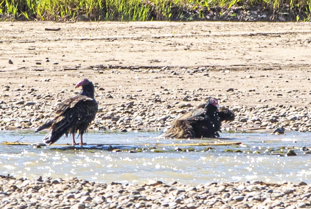 Turkey Vultures Bathing – Off Center & Not Even