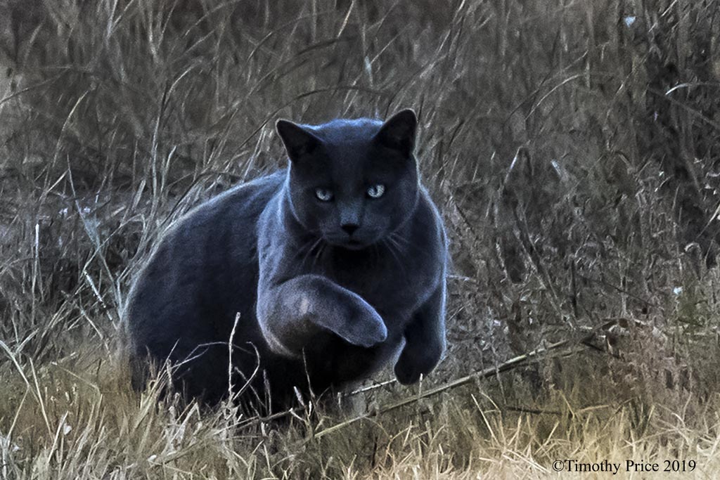 Silver Stalking in the Shadows – Off Center & Not Even