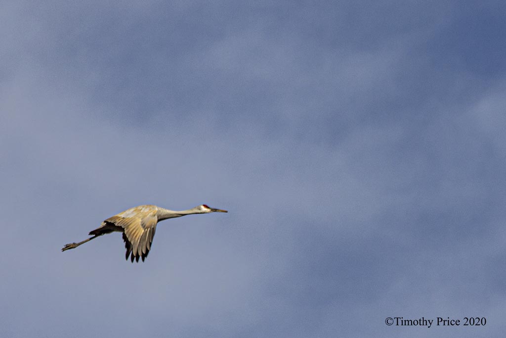 Swan Dive – Off Center & Not Even