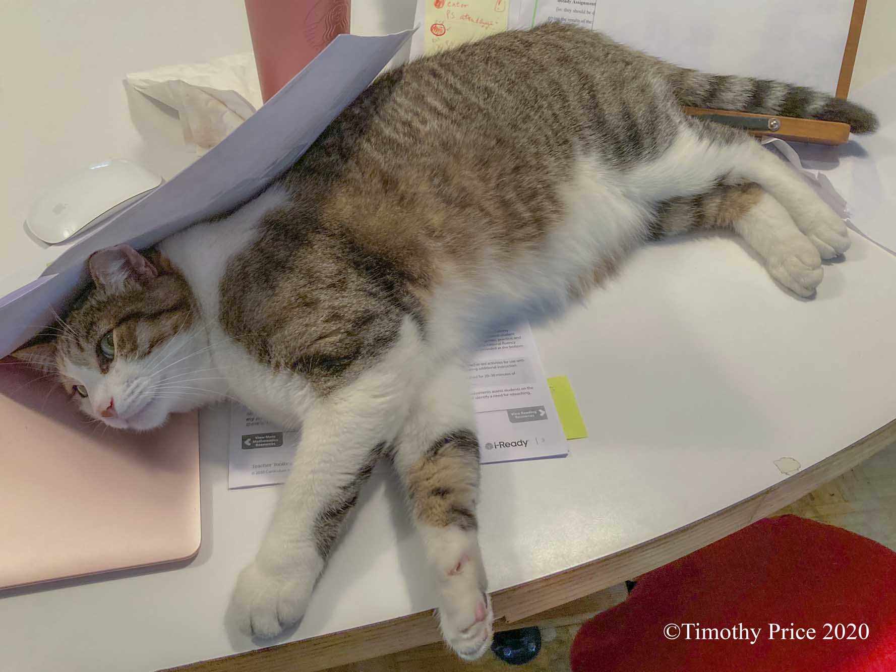 iReady Cats, Roses, Flowers, Sky – Off Center & Not Even