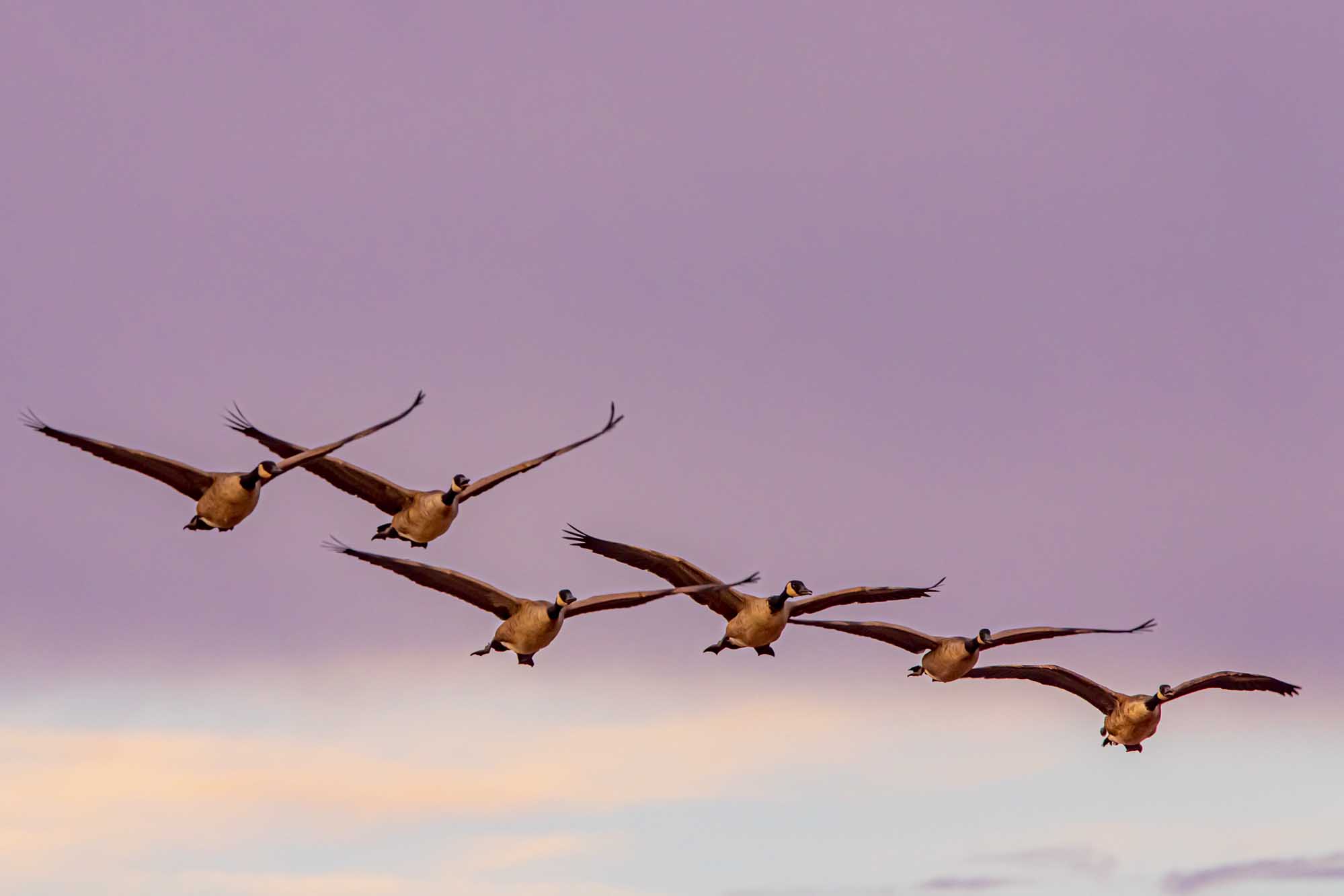 Suns Clouds Geese Grid – Off Center & Not Even